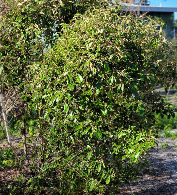 Jamaica caper is versatile in uses - SANIBEL-CAPTIVA - Island Reporter ...